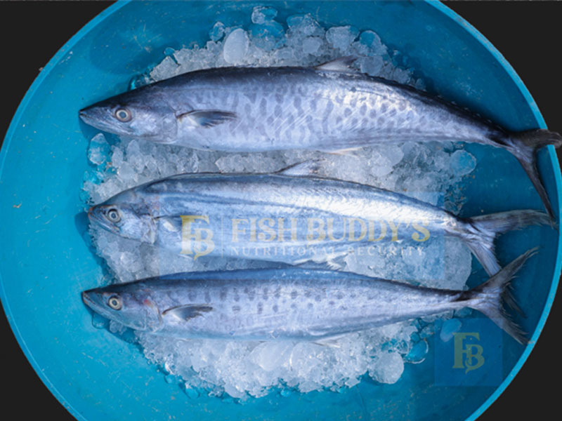 King fish – Fish Buddy's