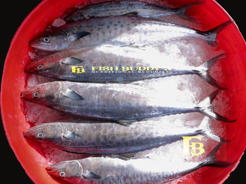 King fish – Fish Buddy's